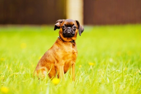 All about the Petit Brabancon | Pets4Homes