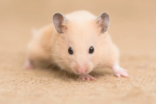 Separating aggressive hamsters | Pets4Homes