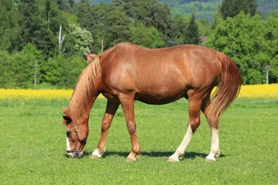 Sweet itch in horses | Pets4Homes