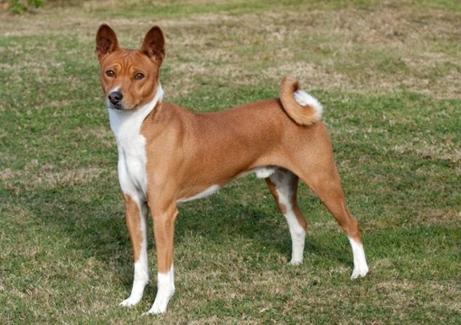 What is a basal dog breed? Is your dog a basal breed? | Pets4Homes