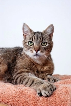 Polydactyl cats - The cats with thumbs! | Pets4Homes