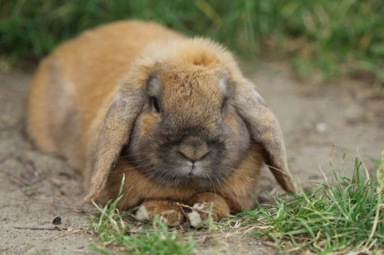 Ten tips for keeping your rabbit happy and healthy for life | Pets4Homes