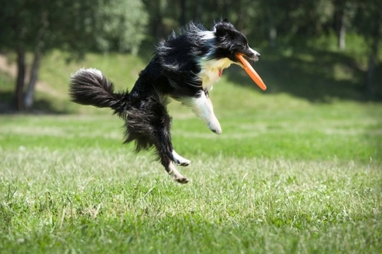 Finding out a dog’s energy level | Pets4Homes