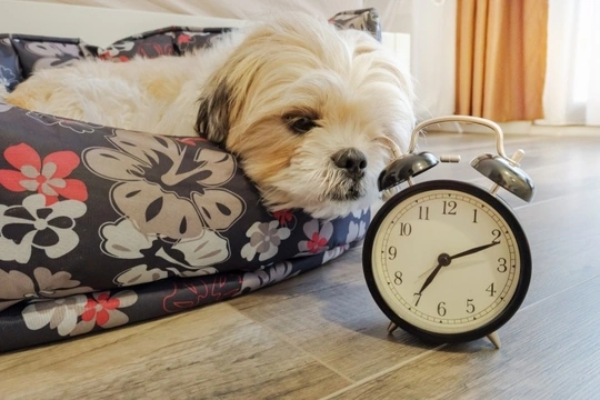 How the clocks changing for daylight saving time can affect your dog ...