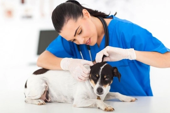 Ear Mites in Dogs - Otodectes Cynotis | Pets4Homes