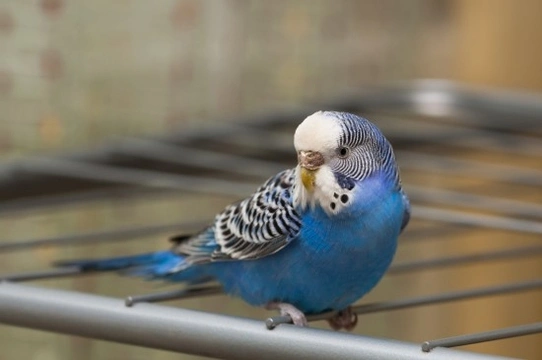 Understanding Your Bird - The Senses | Pets4Homes