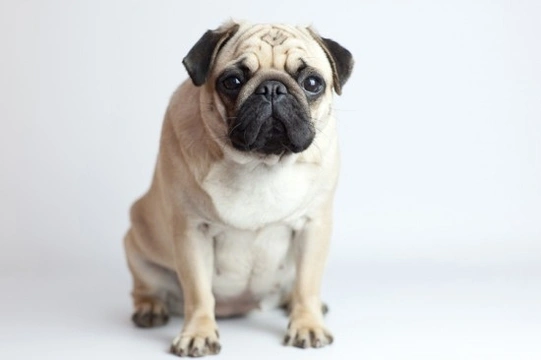 Inbreeding in Dogs - Problems, Benefits and Reasons | Pets4Homes