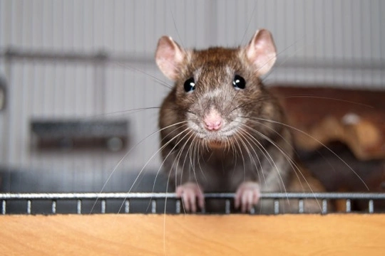 Keeping pet rats | Pets4Homes