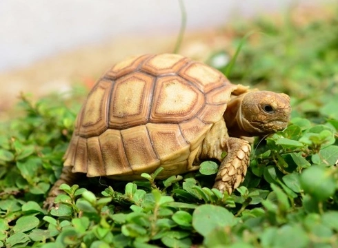 All about reptile brumation | Pets4Homes