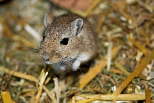 How to safely introduce two gerbils | Pets4Homes