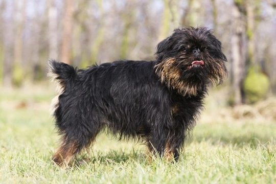 The Three Types of Griffon | Pets4Homes