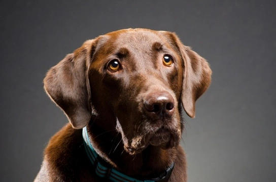 PRA-Cord 1 testing for progressive retinal atrophy in dogs | Pets4Homes