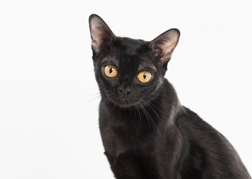 Some frequently asked questions about the Bombay cat breed | Pets4Homes
