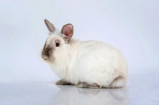 How to help your pet rabbit get fit and active | Pets4Homes