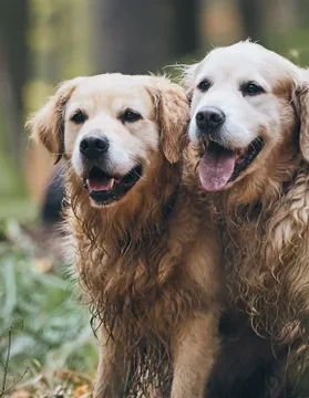 Know Your Pet DNA by Ancestry®