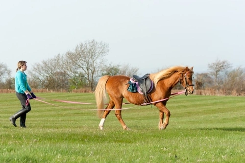 A Complete Guide to Long Reining Your Horse Safely | Pets4Homes