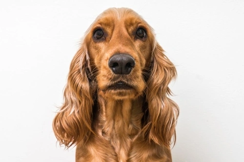 Otitis externa in the cocker spaniel | Pets4Homes