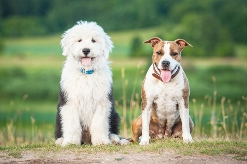 Coping with Sibling Rivalry in Dogs: Expert Tips & Solutions | Pets4Homes