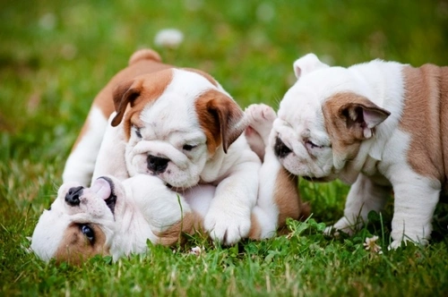 How Dogs See Humans: Understanding Pack Hierarchy | Pets4Homes