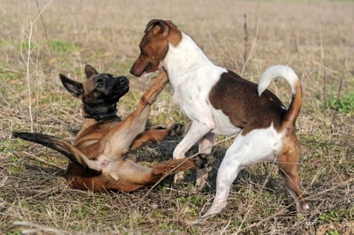 Understanding Dominance in Dogs: Behaviour Insights | Pets4Homes