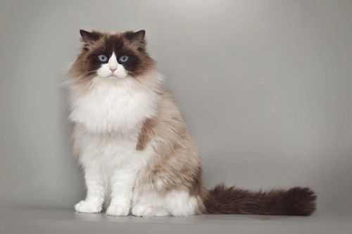 10 Fascinating Facts About Ragdoll Cats You Should Know | Pets4Homes