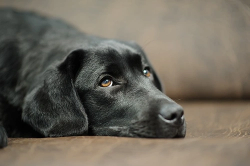 Meningitis in Dogs: Symptoms, Causes & Treatment Guide | Pets4Homes