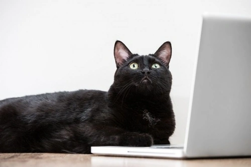 How to Cat Proof Your Computer: 7 Essential Tips | Pets4Homes