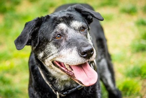Colon cancer in dogs: symptoms, diagnosis & care options | Pets4Homes