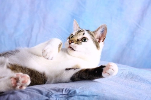 Cat Behaviour Explained: Understanding Your Feline Friend | Pets4Homes