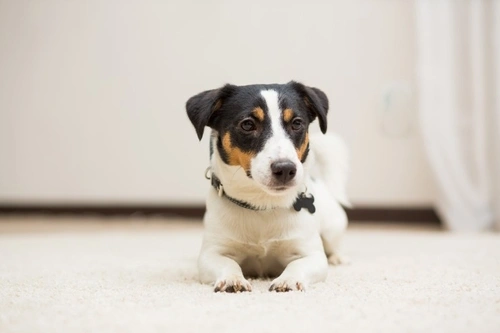 How to Teach Your Dog to Use a Settle Mat Effectively | Pets4Homes