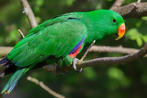 Complete Guide to Eclectus Parrot Care and Breeding | Pets4Homes