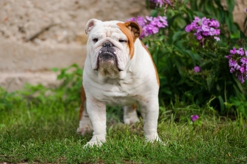 Urge incontinence or bladder spasms in the dog | Pets4Homes