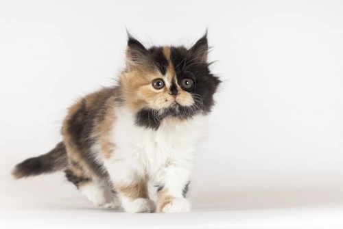 Common Cat Coat Patterns Explained: A 2025 Guide | Pets4Homes