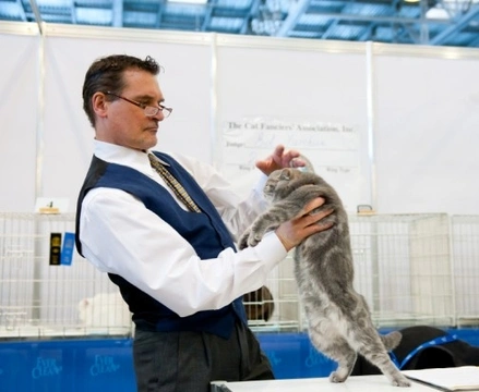 Complete Guide to Showing Your Cat: Tips for Beginners | Pets4Homes