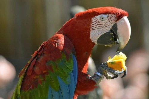 Digestive Problems in Birds: Symptoms, Causes & Treatment | Pets4Homes