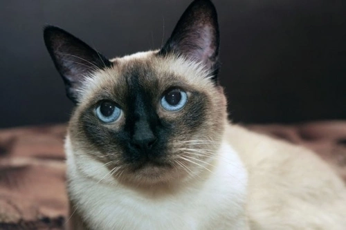 Sharing your home with Siamese cats | Pets4Homes