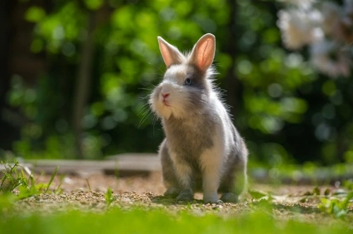 Why Exercise is Crucial for Your Rabbit's Health | Pets4Homes