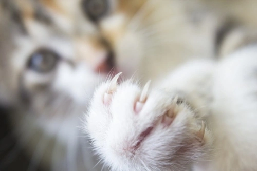 Declawing Cats UK: Why It's Illegal and Inhumane | Pets4Homes