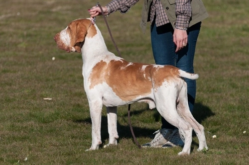 Some frequently asked questions about the Bracco Italiano dog breed ...