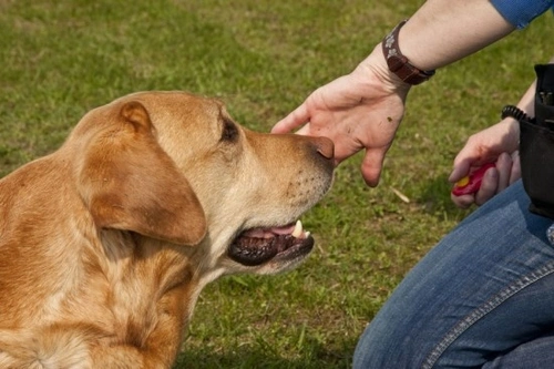 Entrenamiento con clicker para perros: guía efectiva paso a paso ...