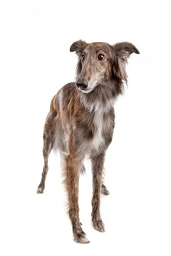What is Lotus Syndrome in Dogs? A Fatal Puppy Disorder | Pets4Homes