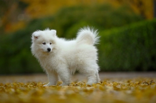 Uveodermatologic syndrome in the Samoyed | Pets4Homes