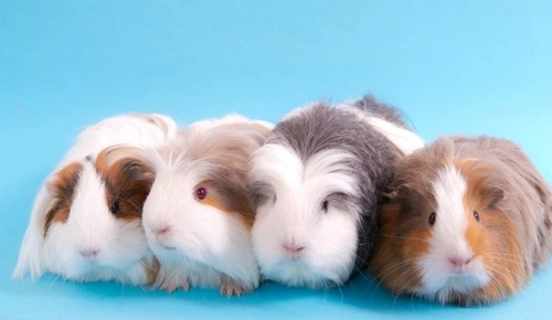 25 Fun & Interesting Guinea Pig Facts for Pet Lovers | Pets4Homes