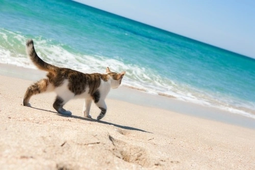 10 Amazing Cats That Travelled Vast Distances To Be With Their Owners ...