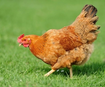 Healthy Skin and Feathers in Chickens: Essential Care Guide | Pets4Homes