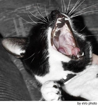 La boca del gato: características principales y enfermedades típicas ...