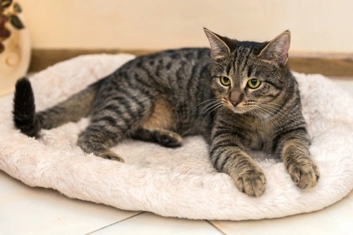 Tabby Cat Colour and Pattern Genetics Explained | Pets4Homes