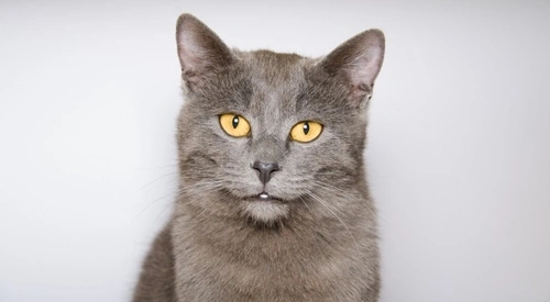 Top Tips to Clean Up After Your Kitty Easily | Pets4Homes