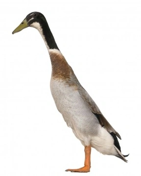 Complete Guide to Indian Runner Ducks: History, Care & Facts | Pets4Homes