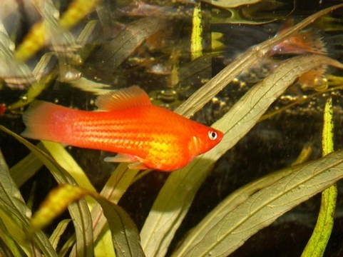 Breeding Fish: Beginner's Step-by-Step Guide | Pets4Homes